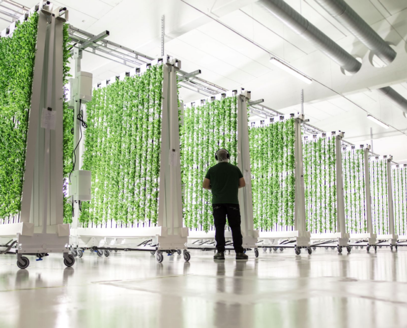Vertical Farming Archives - Heliospectra