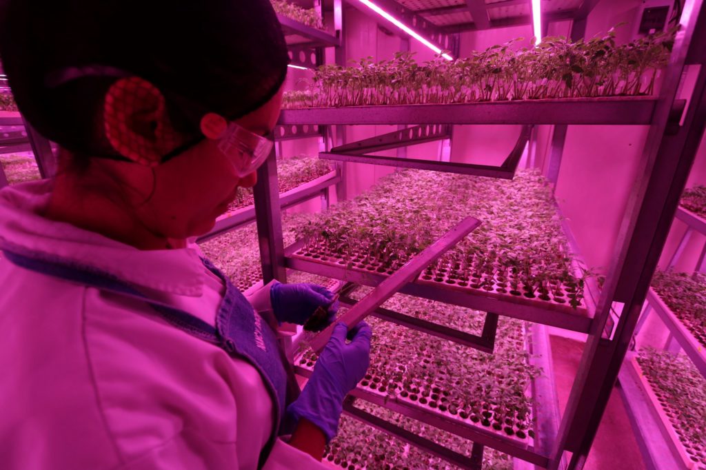 Optimizing the Healing Step of Tomato Grafting - Heliospectra