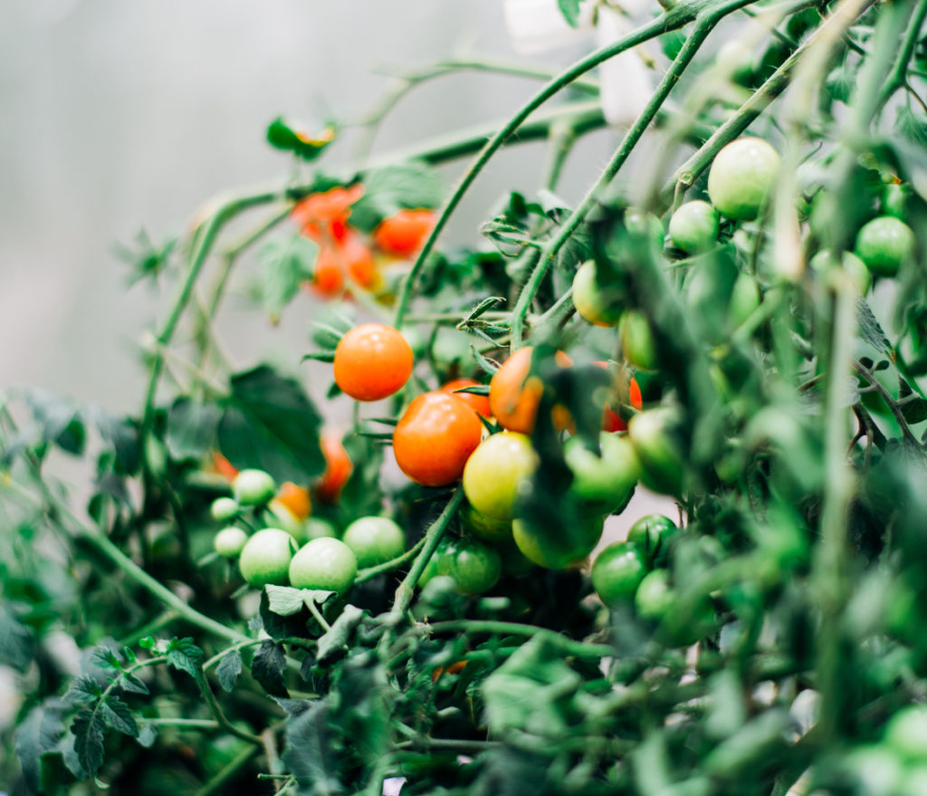 Tomato Grafting and Healing - Heliospectra