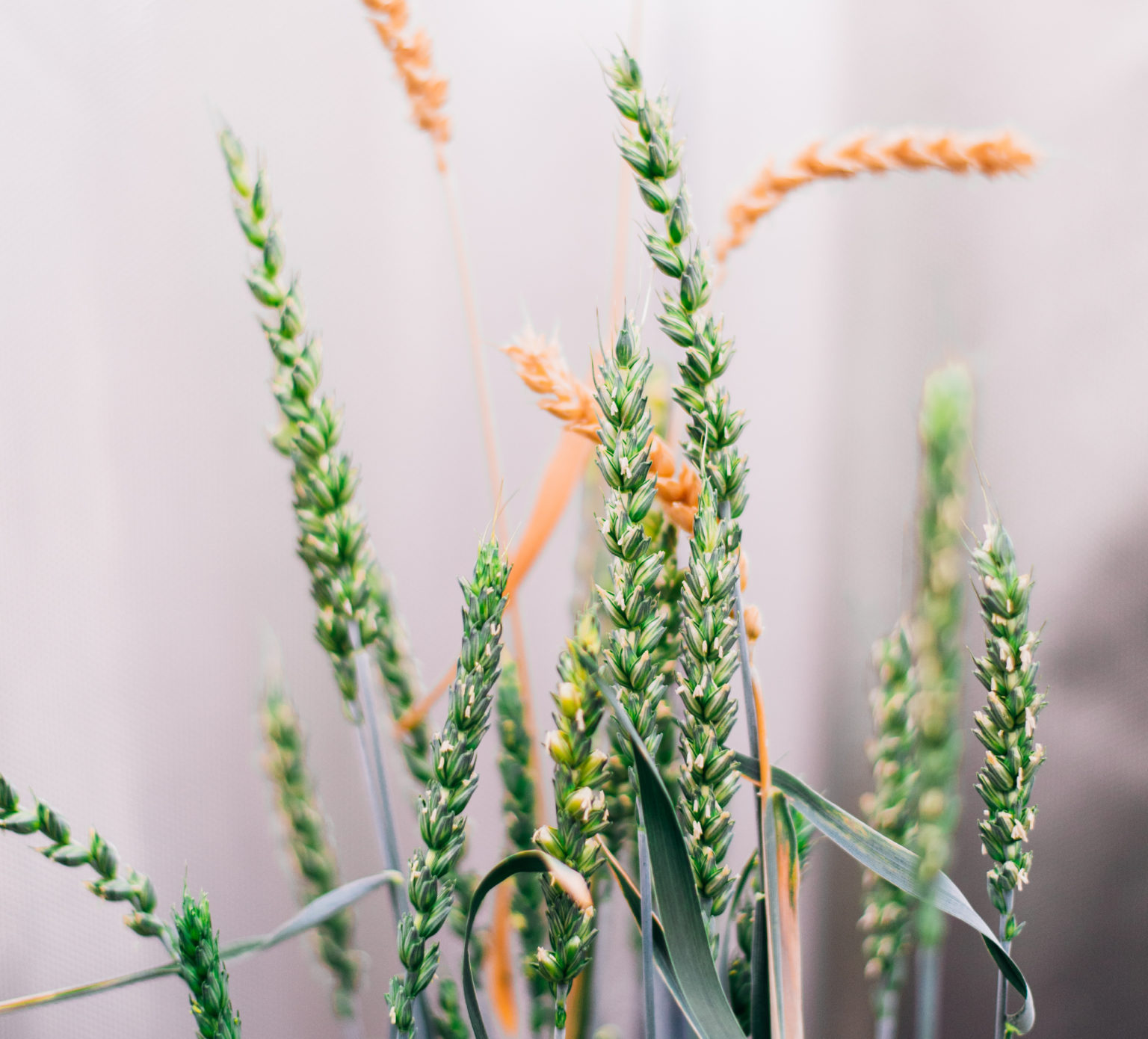 Growers Centre - Heliospectra