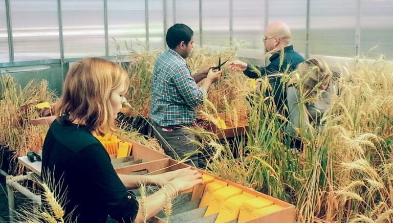 Speed Breeding Cereal Crops - Heliospectra