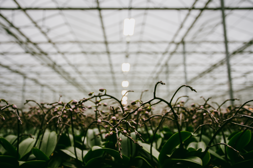 Double H Nurseries - Orchid Trial - Heliospectra