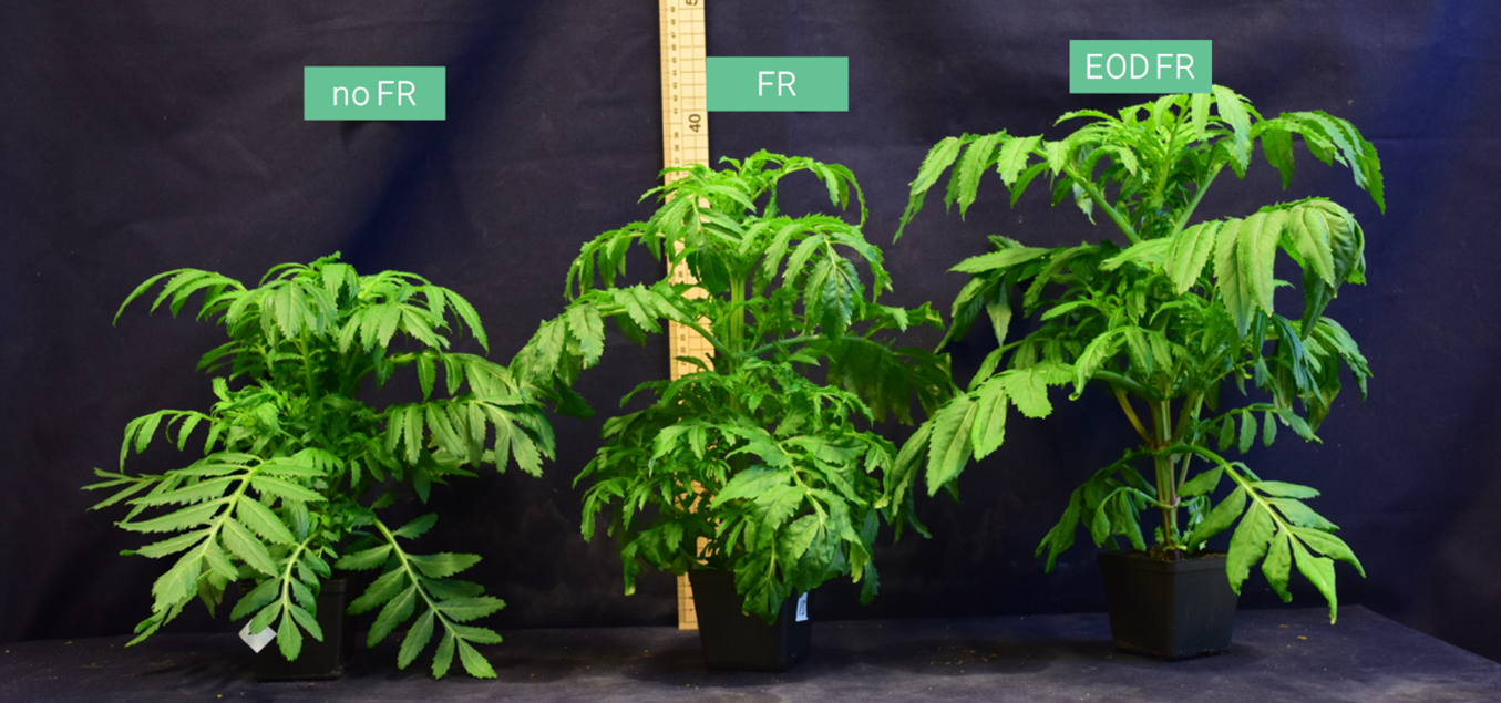 Far-Red and Application Timing