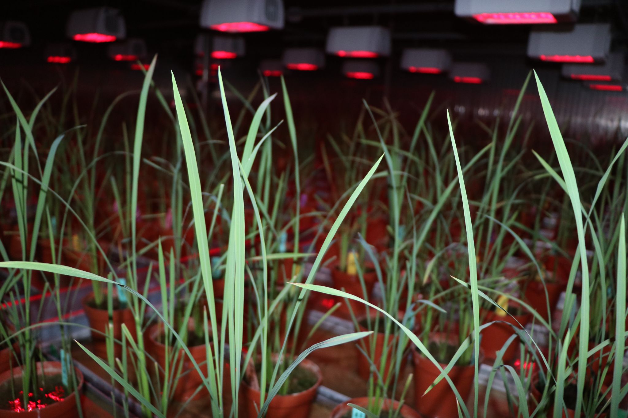 Faster Rice Growth with LED Lighting - Heliospectra
