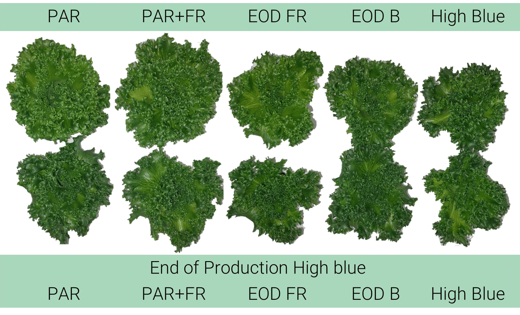 Pioneering Plant Growth with Advanced Lighting - Heliospectra