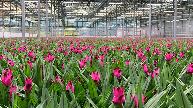 Case studies - Heliospectra