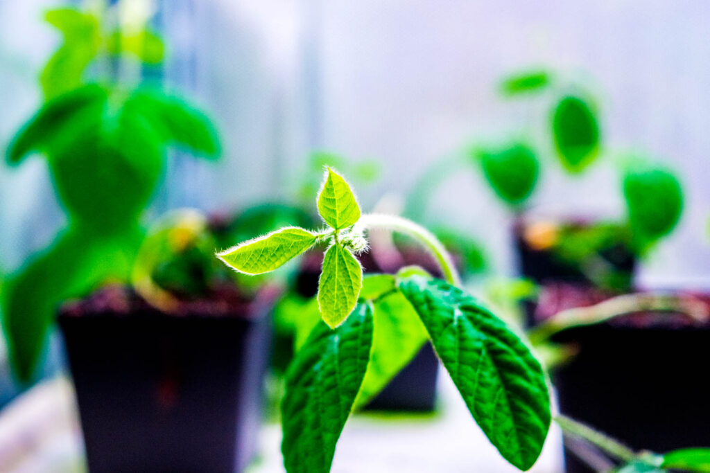 Smart LED light solutions for Greenhouse - Heliospectra